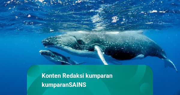 Momen Langka, Paus Bungkuk Menyusui Anak di Bawah Air, Terekam Kamera | kumparan.com